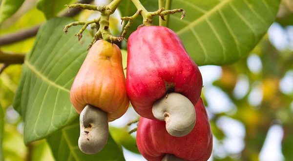 Cajueiro Anacardium: Características, Nome Científico e Fotos | Mundo ...