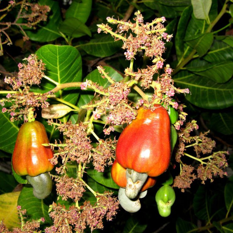 Cajueiro Anacardium: Características, Nome Científico e Fotos | Mundo ...