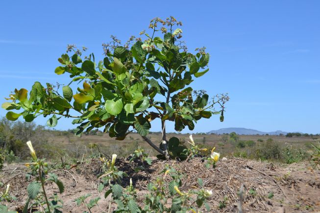Cajueiro do Campo: Características, Nome Científico e Fotos | Mundo ...
