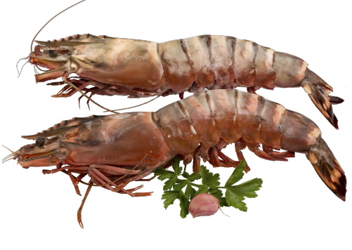 Crustáceos Classificações Inferiores, Subfilo e Nome Científico | Mundo ...