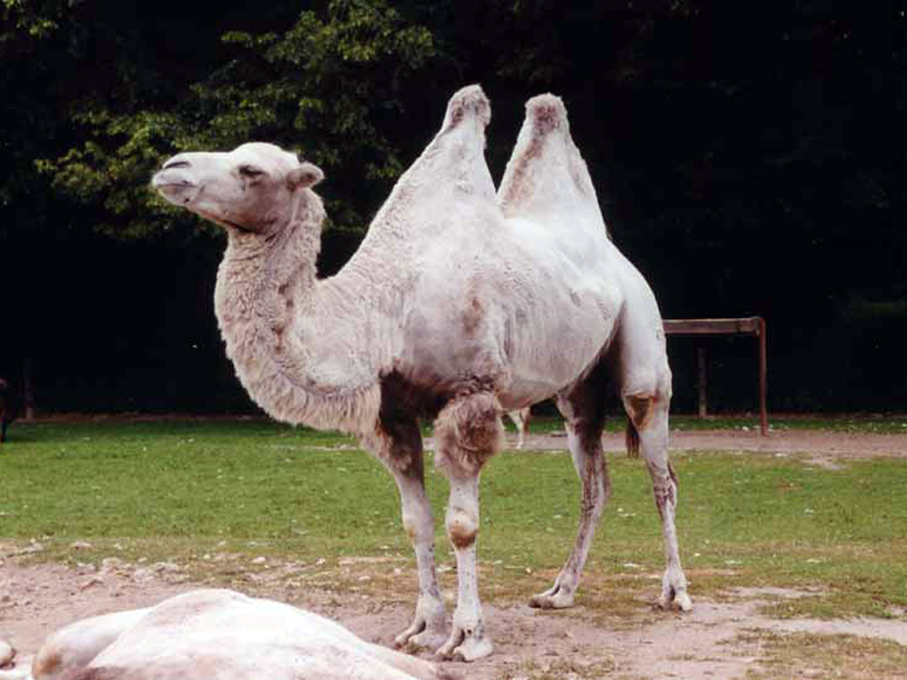 Curiosidades Sobre o Camelo e Fatos Interessantes Sobre o Animal ...