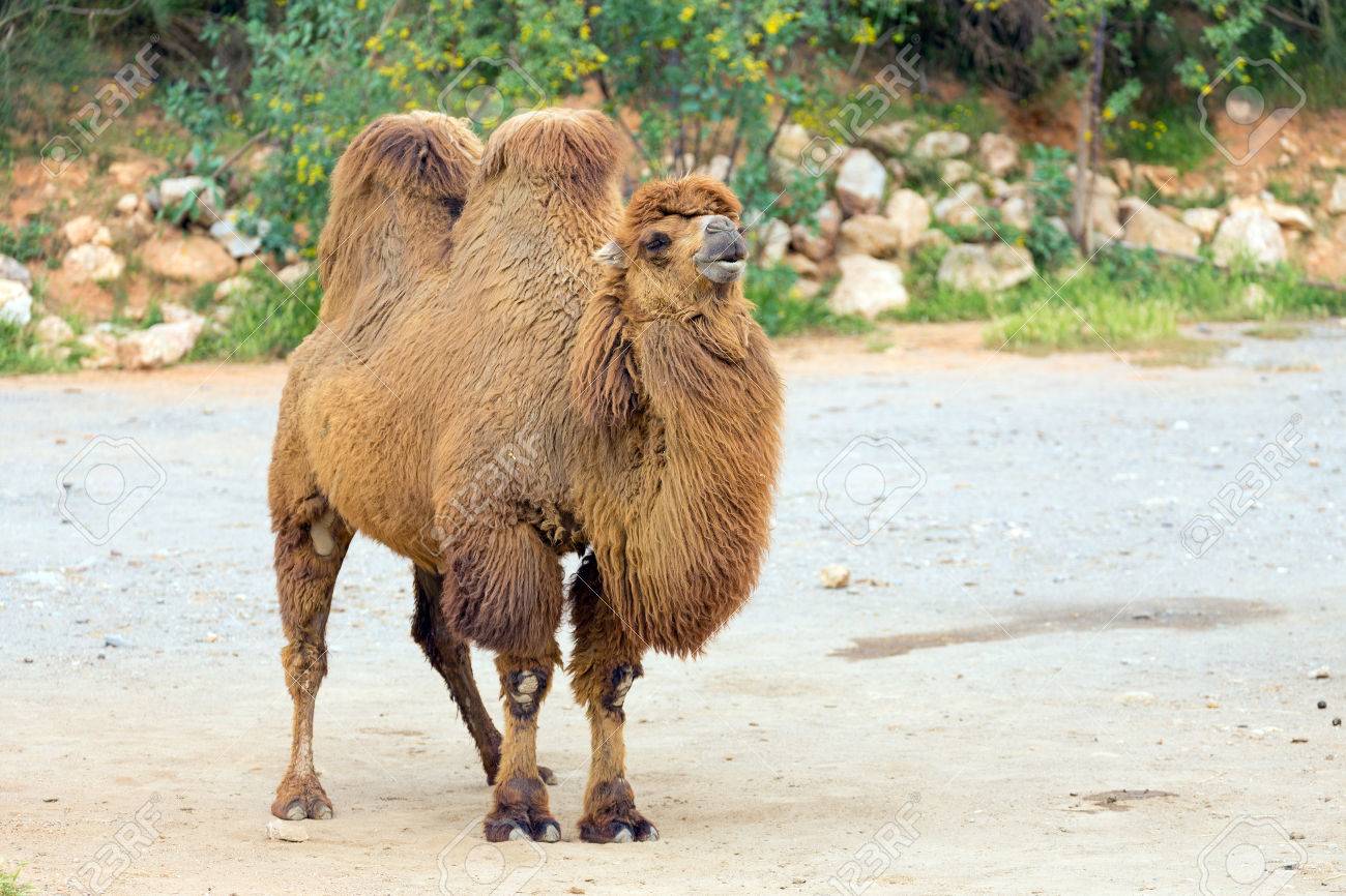 Curiosidades Sobre o Camelo e Fatos Interessantes Sobre o Animal ...
