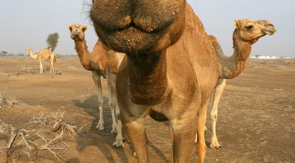 Curiosidades Sobre o Camelo e Fatos Interessantes Sobre o Animal ...