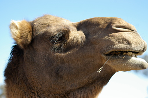 Camelo Australiano: Características, Nome Cientifico, Extinção e fotos ...