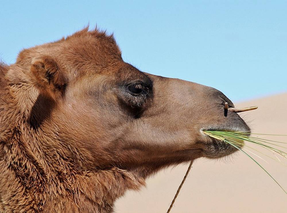 Fisiologia do Camelo Como Funciona – Mundo Ecologia