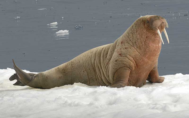 Hábitos da Morsa e Comportamento na Natureza | Mundo Ecologia