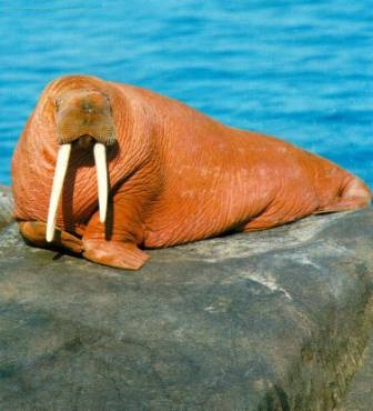 Hábitos da Morsa e Comportamento na Natureza | Mundo Ecologia