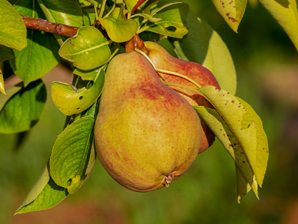 Pé de Pera em Vaso: Como Plantar, Cultivar e Fazer Mudas | Mundo Ecologia