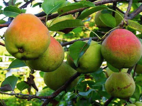 Pé de Pera em Vaso: Como Plantar, Cultivar e Fazer Mudas | Mundo Ecologia
