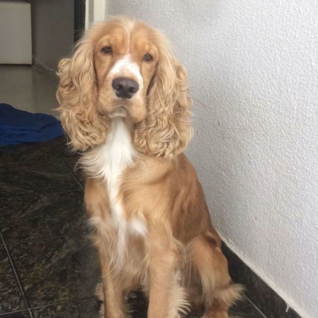 Lista de Tipos de Cocker Spaniel Com Nomes e Fotos | Mundo Ecologia