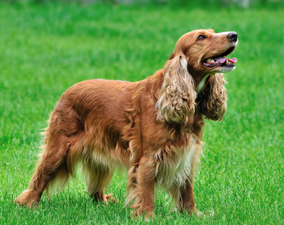 Cocker Spaniel Inglês: Características, Cores, Preto, Mini e Fotos ...