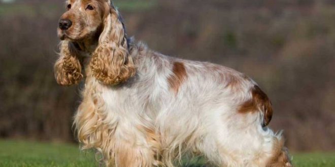 Lista de Tipos de Cocker Spaniel Com Nomes e Fotos | Mundo Ecologia