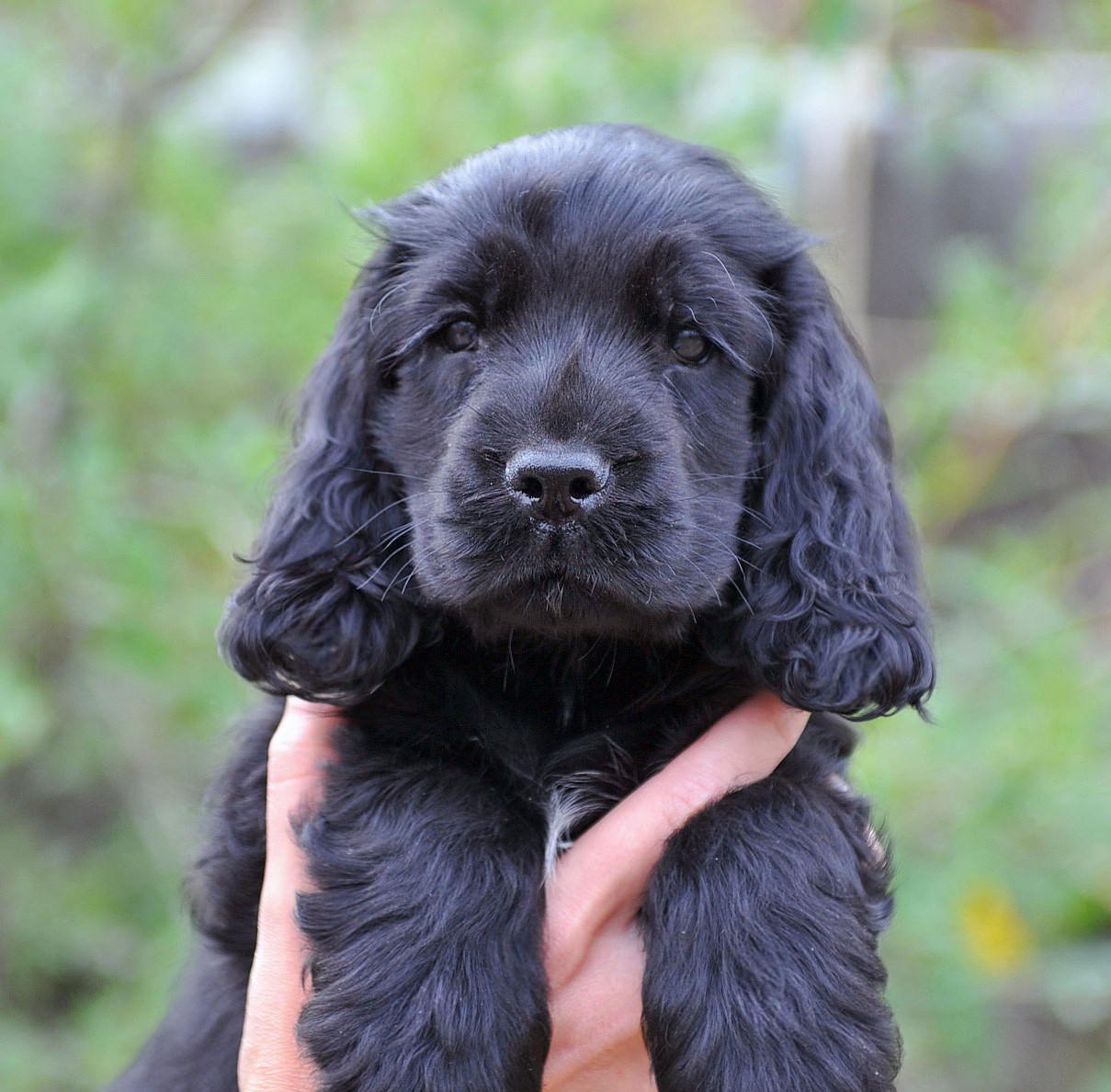 Curiosidades da Raça de Cachorros Cocker Spaniel – Mundo Ecologia