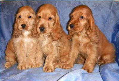 Cocker Spaniel Inglês: Características, Cores, Preto, Mini e Fotos ...