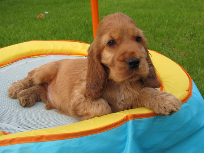 Cocker Spaniel Inglês: Características, Cores, Preto, Mini e Fotos ...