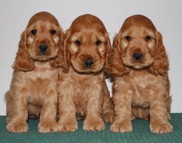 Cocker Spaniel Inglês: Características, Cores, Preto, Mini e Fotos ...