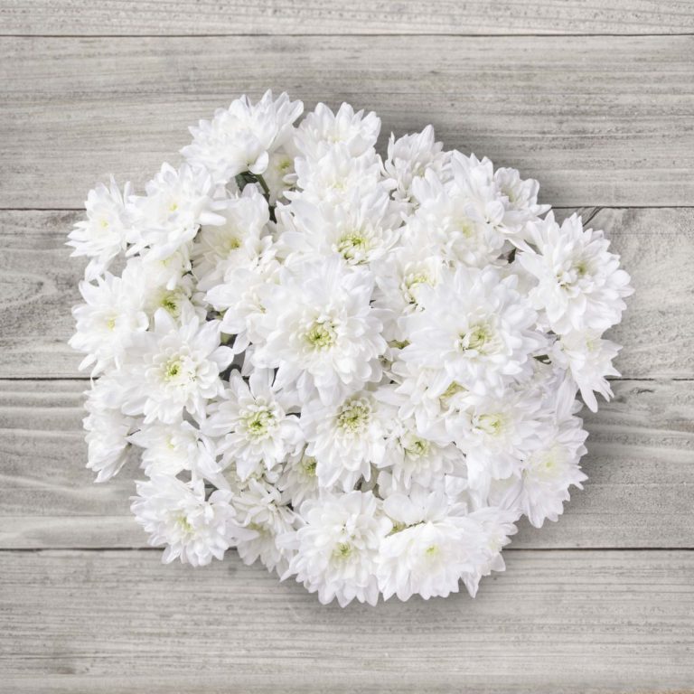 Crisântemo Branco: Características, Como Cuidar, Preço e Fotos – Mundo ...