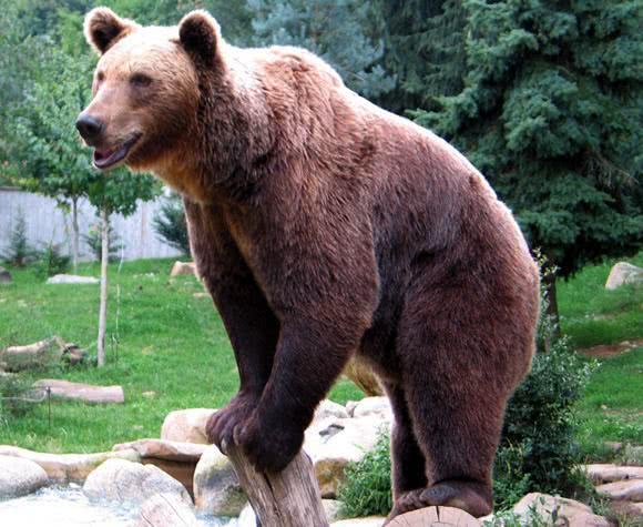 Tudo Sobre o Urso: Nome Científico, Ficha Técnica e Fotos – Mundo Ecologia