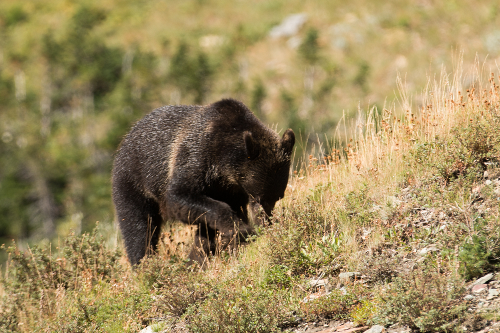 Tudo Sobre o Urso: Nome Científico, Ficha Técnica e Fotos – Mundo Ecologia
