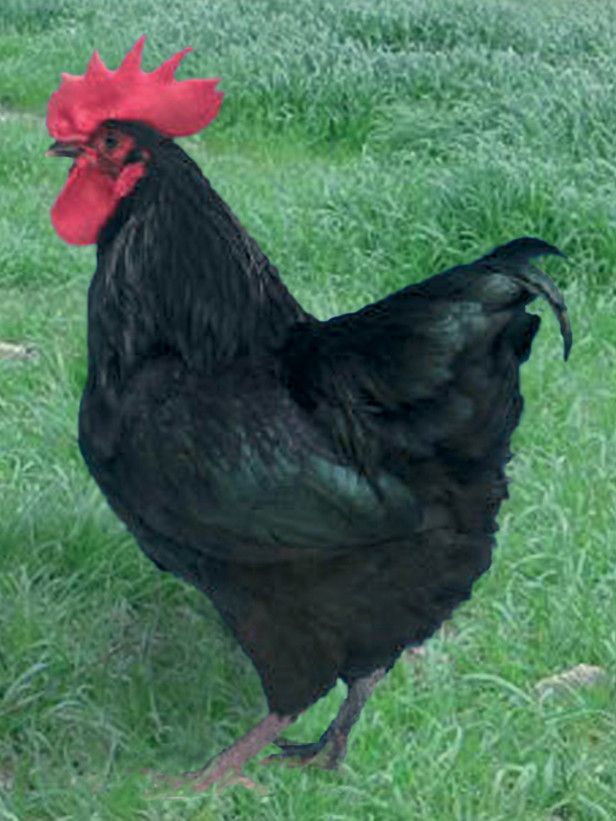 Galinha Australorp: Características, Preço, Ovo, Como Criar e Fotos ...