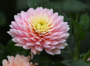 Crisântemo: Ciclo De Vida, Crescimento E Duração Da Flor – Mundo Ecologia