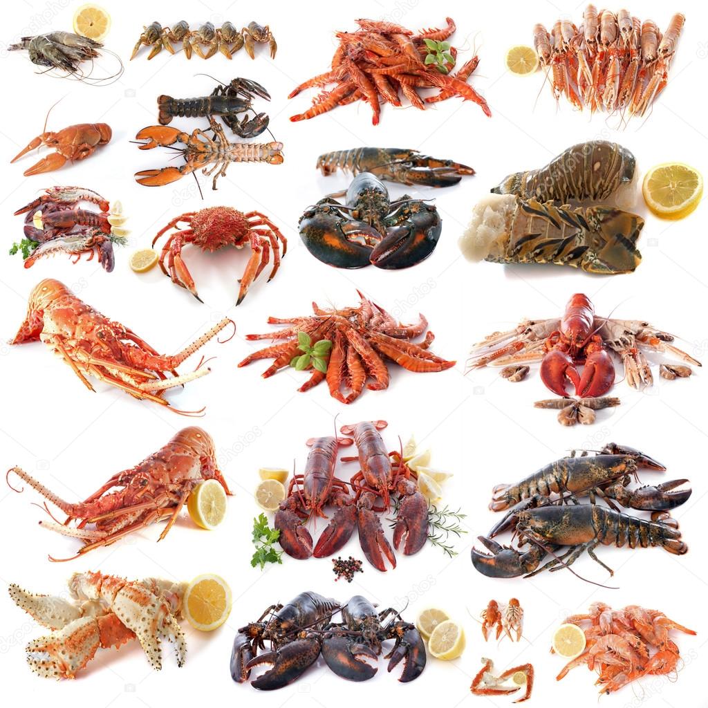 Crustaceos Caracteristicas