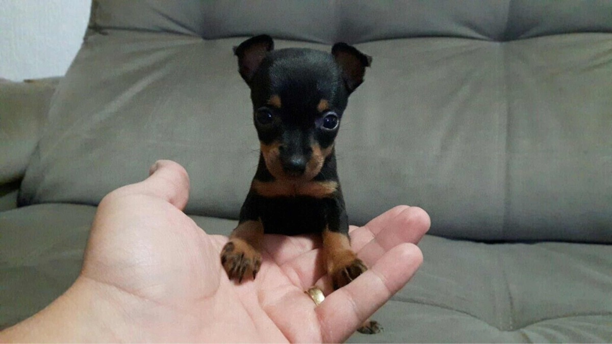 Ficha Técnica Do Pinscher: Peso, Tamanho E Nome Cientifico – Mundo Ecologia