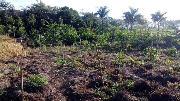 Guavirova Preta: Características, Nome Científico e Fotos | Mundo Ecologia