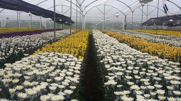 Crisântemo: História, Origem da Flor e Nome Científico – Mundo Ecologia