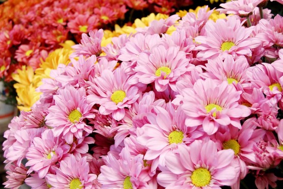 Crisântemo: História, Origem da Flor e Nome Científico – Mundo Ecologia