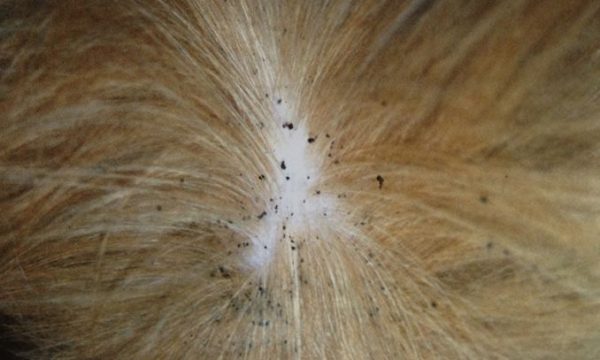 Dermatite Canina: O Que é? Como Tratar? Remédio Caseiro | Mundo Ecologia