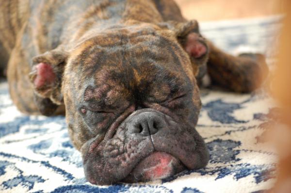 Dermatite Canina: O Que é? Como Tratar? Remédio Caseiro | Mundo Ecologia