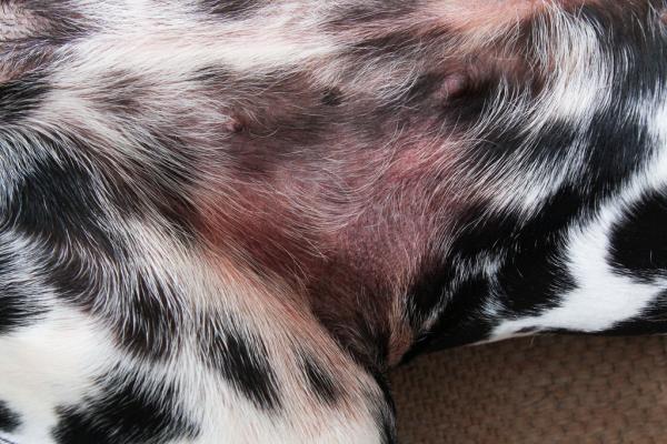 Dermatite Canina: O Que é? Como Tratar? Remédio Caseiro | Mundo Ecologia
