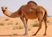 Dromedário Curiosidades e Fatos Interessantes Sobre o Animal – Mundo ...