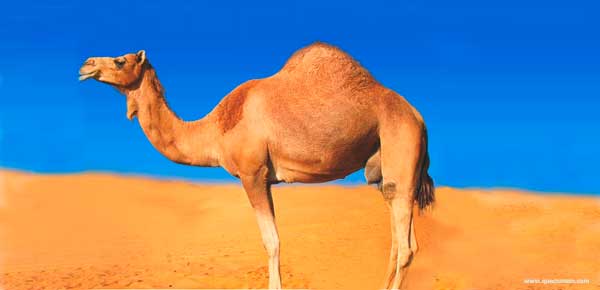 Camelo: Altura, Comprimento, Peso, Tamanho E Ficha Técnica – Mundo Ecologia