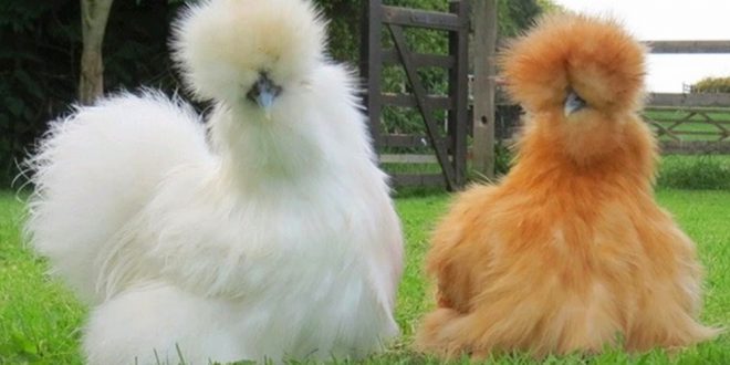 Galinha Sultan: Características, Ovos, Preço, Como Criar e Foto | Mundo ...