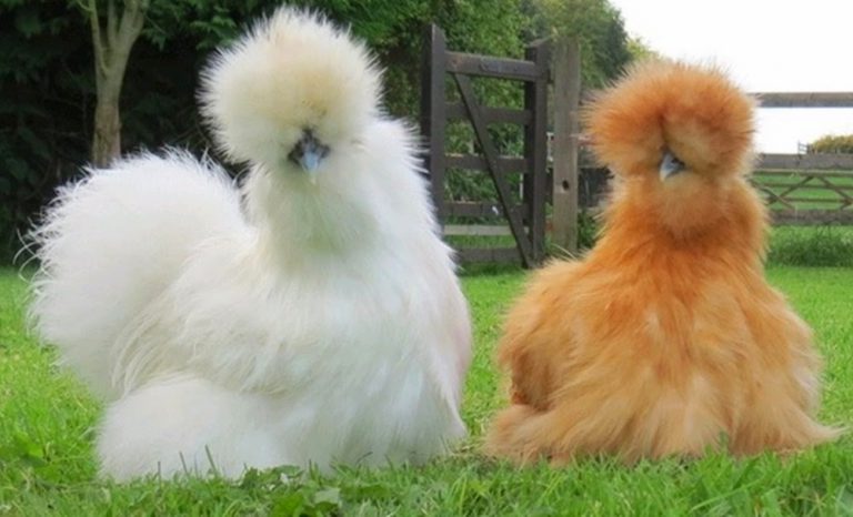 Galinha Sultan: Características, Ovos, Preço, Como Criar e Foto | Mundo ...