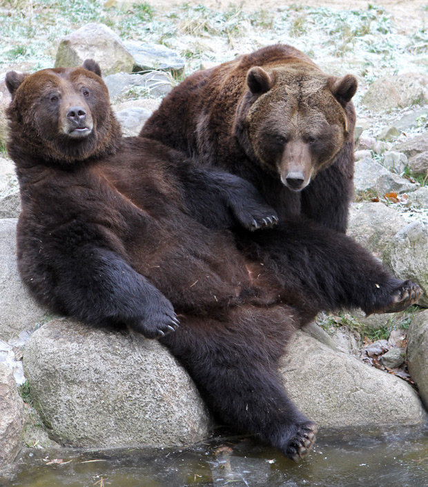 Características do Urso e Sua Utilidade na Natureza – Mundo Ecologia