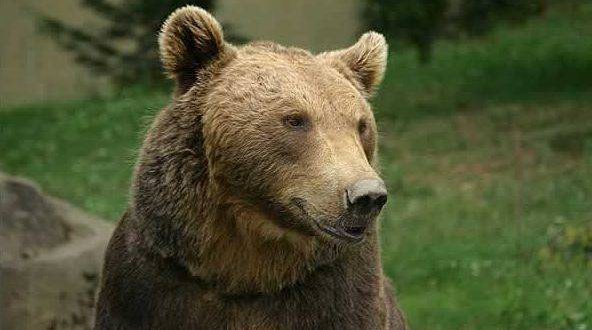 Características do Urso e Sua Utilidade na Natureza | Mundo Ecologia