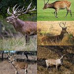 Cervídeos do Brasil : Guia de Identificação de Família e Espécie ...