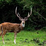 Cervídeos do Brasil : Guia de Identificação de Família e Espécie ...