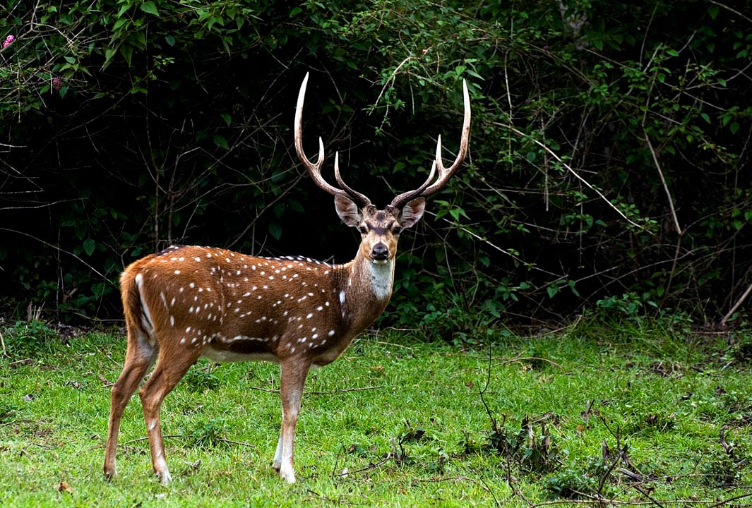 Cervídeos do Brasil : Guia de Identificação de Família e Espécie ...