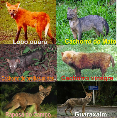 Diferenças e Semelhanças Entre Caninos e Felinos | Mundo Ecologia