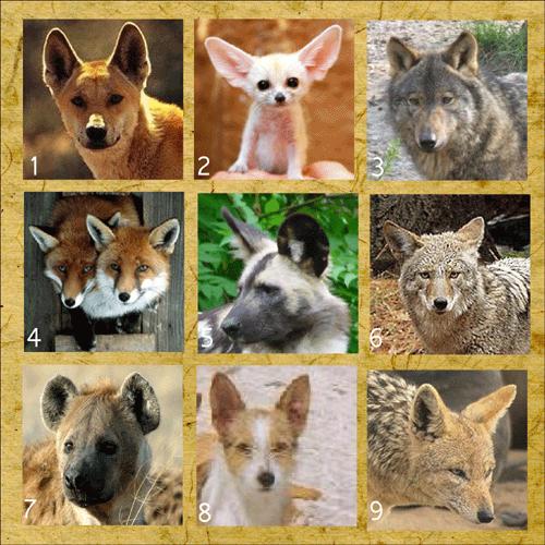 Diferenças e Semelhanças Entre Caninos e Felinos | Mundo Ecologia