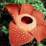 Flor-Raflésia: Características, Nome Científico e Fotos | Mundo Ecologia