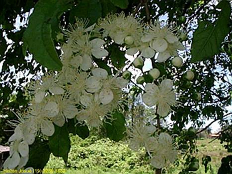 Pé de Gabiroba: Tamanho, Folhas, Raízes, Tronco, Flor, Fruta e Fotos ...