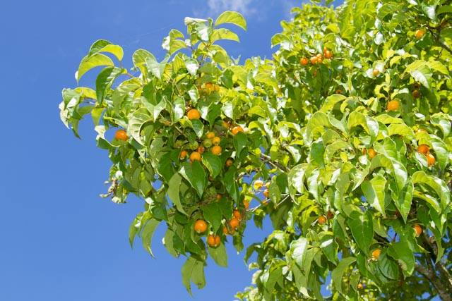 Pé de Gabiroba: Tamanho, Folhas, Raízes, Tronco, Flor, Fruta e Fotos ...