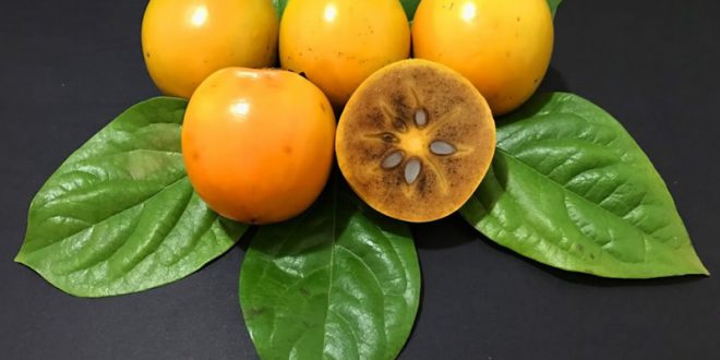 Gabiroba Beneficios e Maleficios da Fruta | Mundo Ecologia