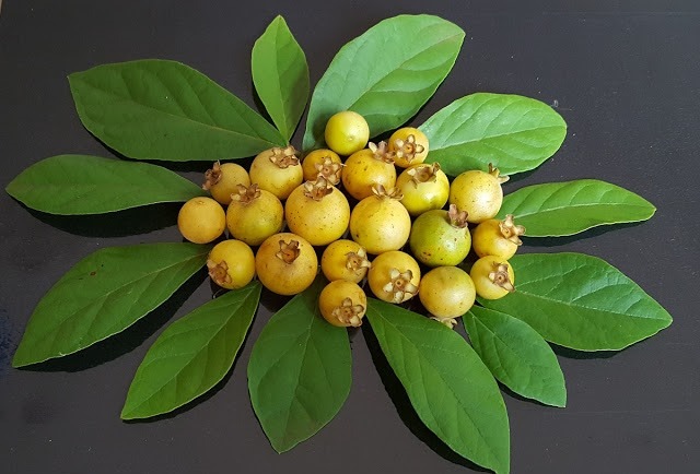 Gabiroba Beneficios e Maleficios da Fruta | Mundo Ecologia