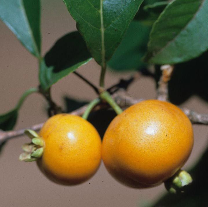 Gabiroba Beneficios e Maleficios da Fruta – Mundo Ecologia